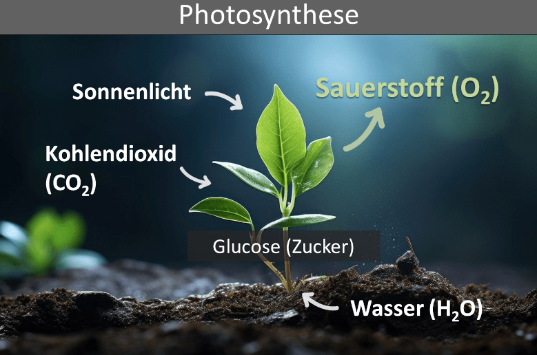 Photosynthese: Das sollten Hobbygärtner wissen